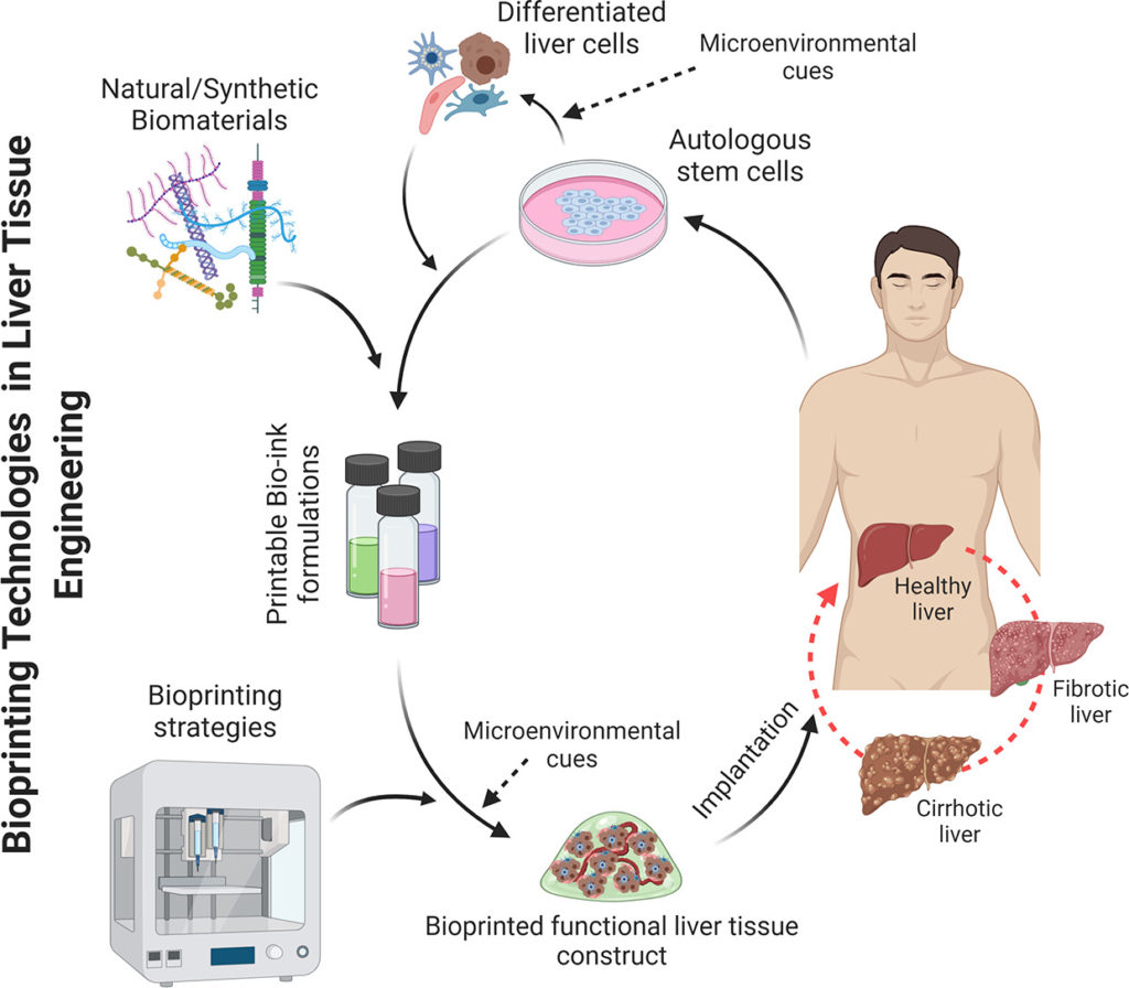 3D printing Hepatic Organoids – faCellitate