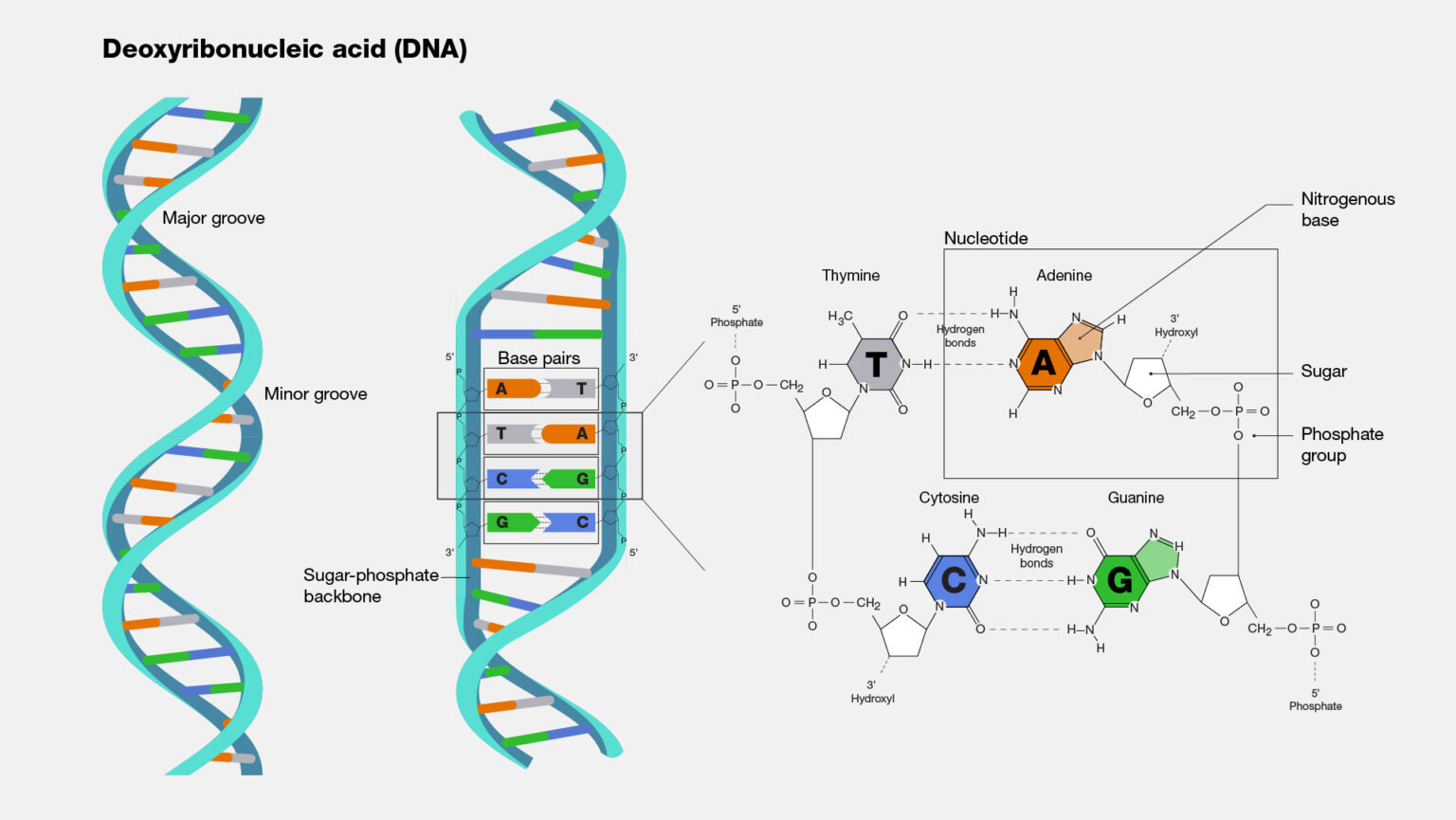 Deoxyribonucleic acid – DNA building block of life – faCellitate