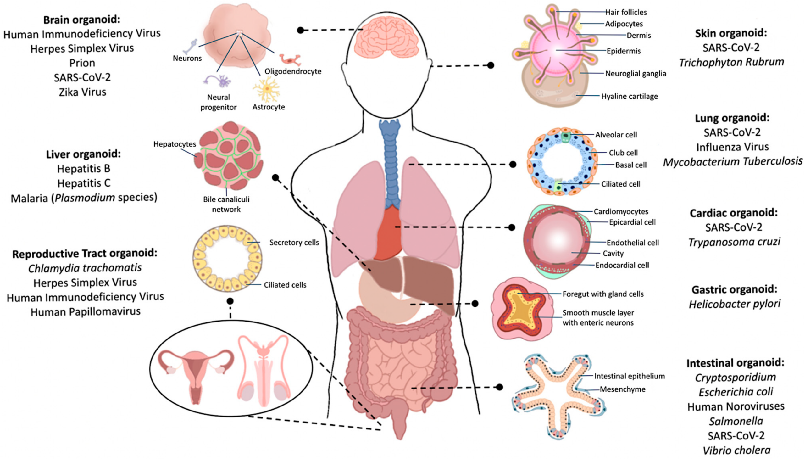 Modeling Infectious Diseases In 3D Human Organoids - faCellitate