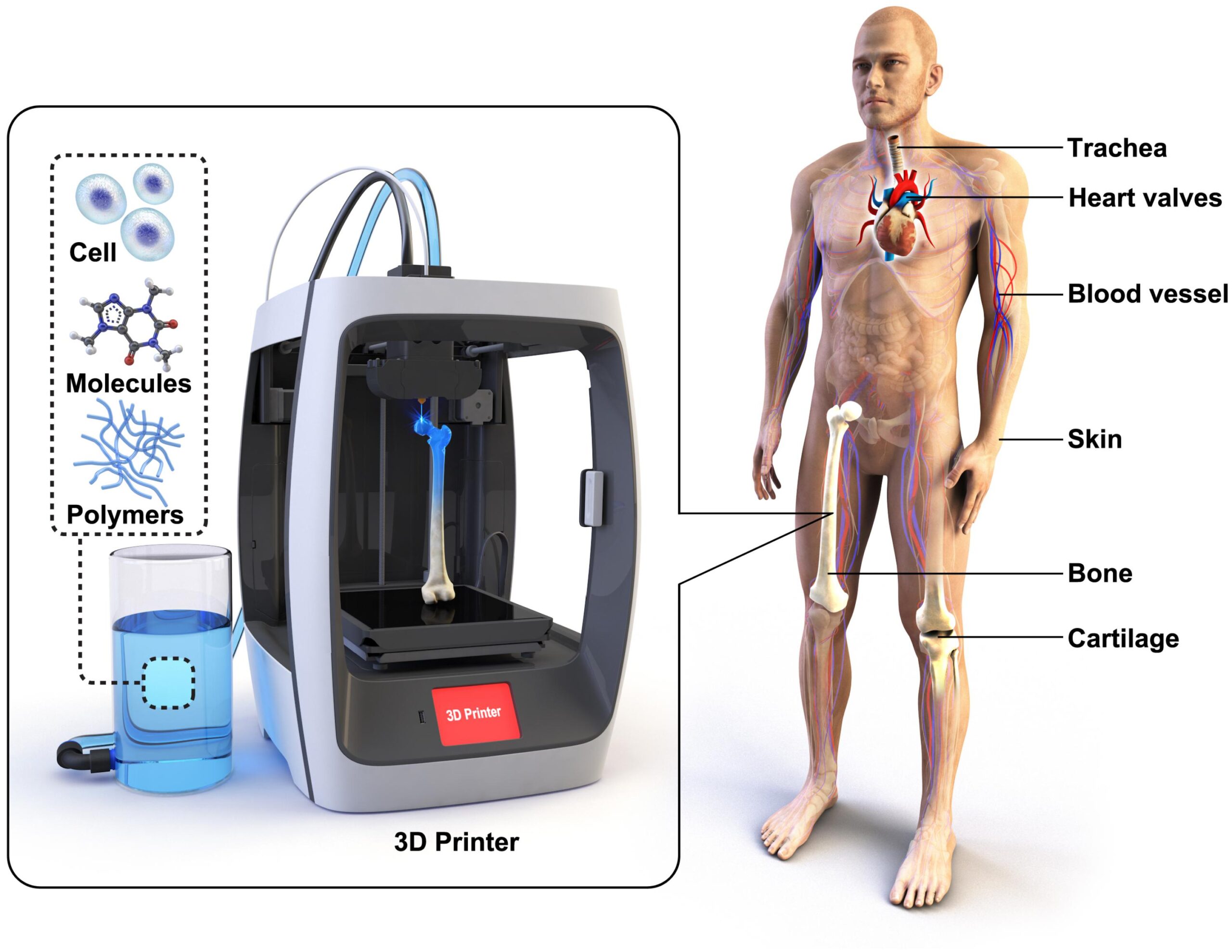Key differences between tissue engineering and 3D bioprinting - faCellitate