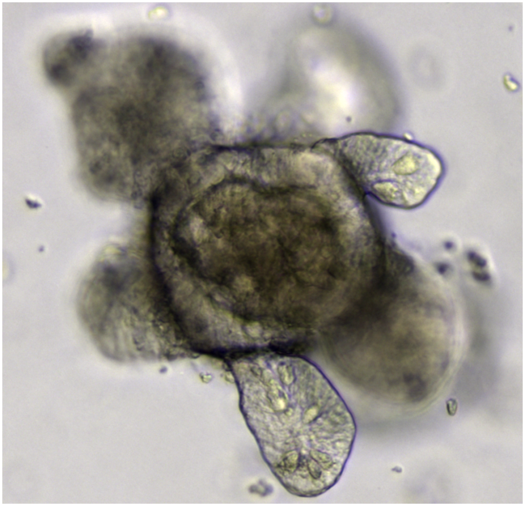 The story of organoids: introduction, history, and benefits – faCellitate