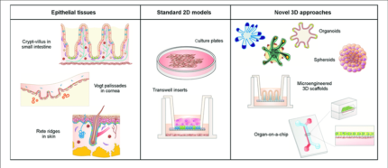 Epithalial cells for spheroid formation – faCellitate