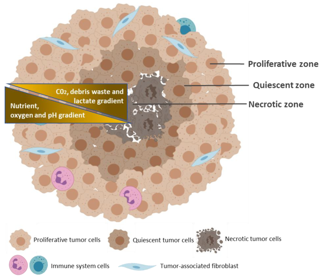 The Shared Characteristics Of Spheroids And Tumors – faCellitate