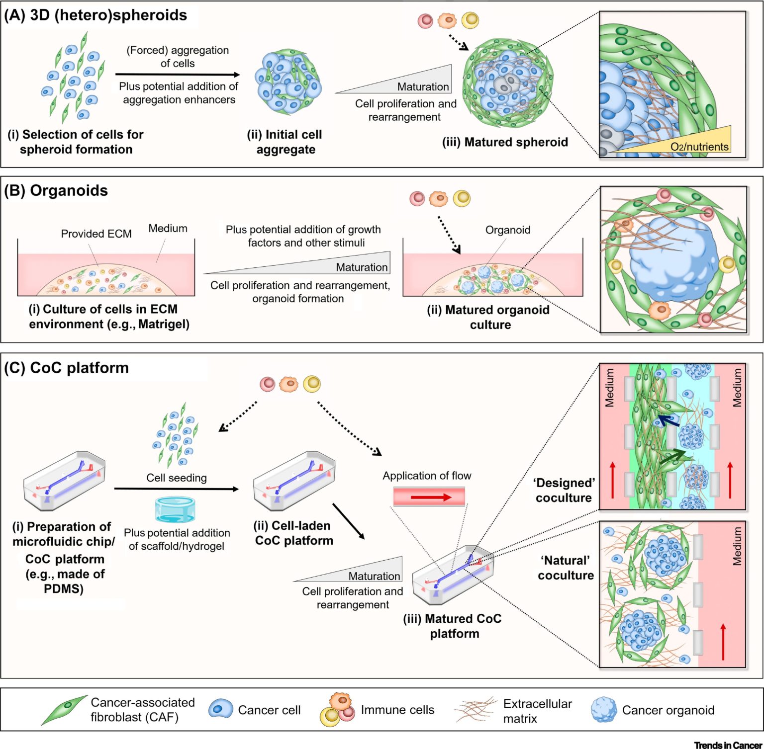 3D Spheroid culture of Stroma cells – faCellitate