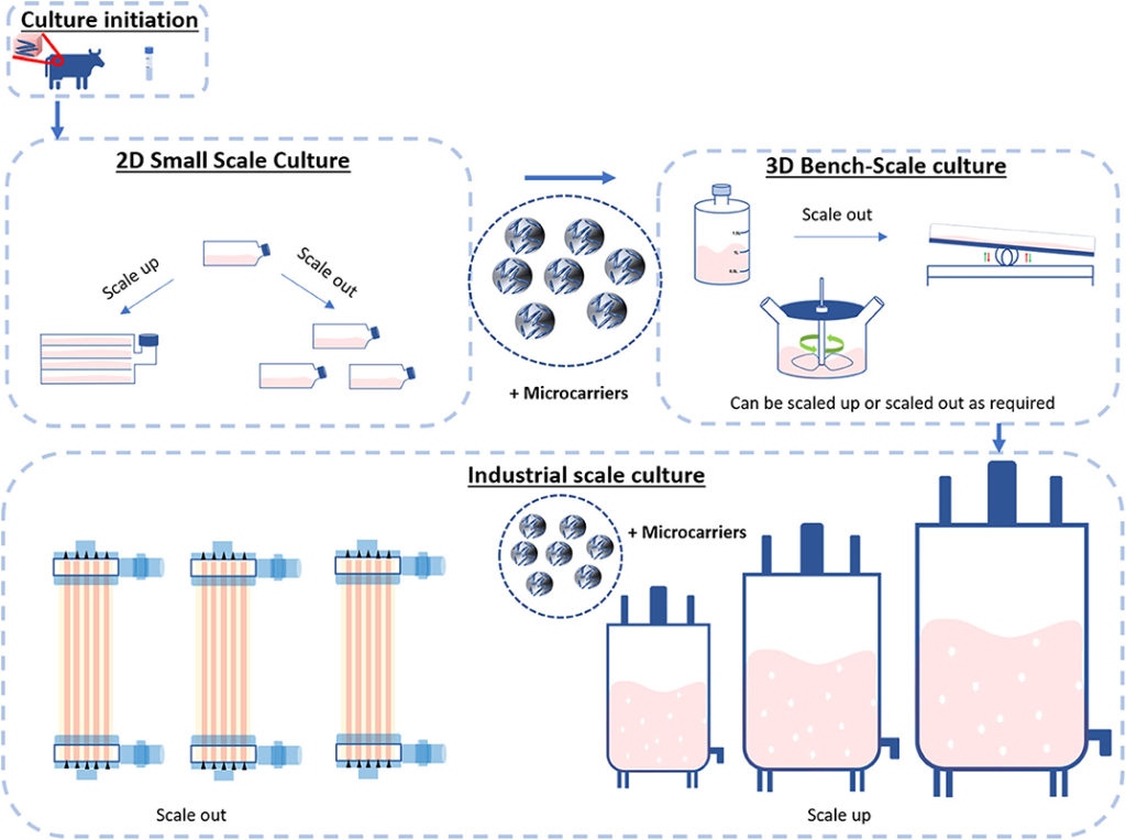 In vitro cell culture techniques: Adherent culture Vs. Suspension ...