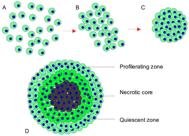 The Role Of Cell Type In Multicellular Tumor Spheroid Formation ...