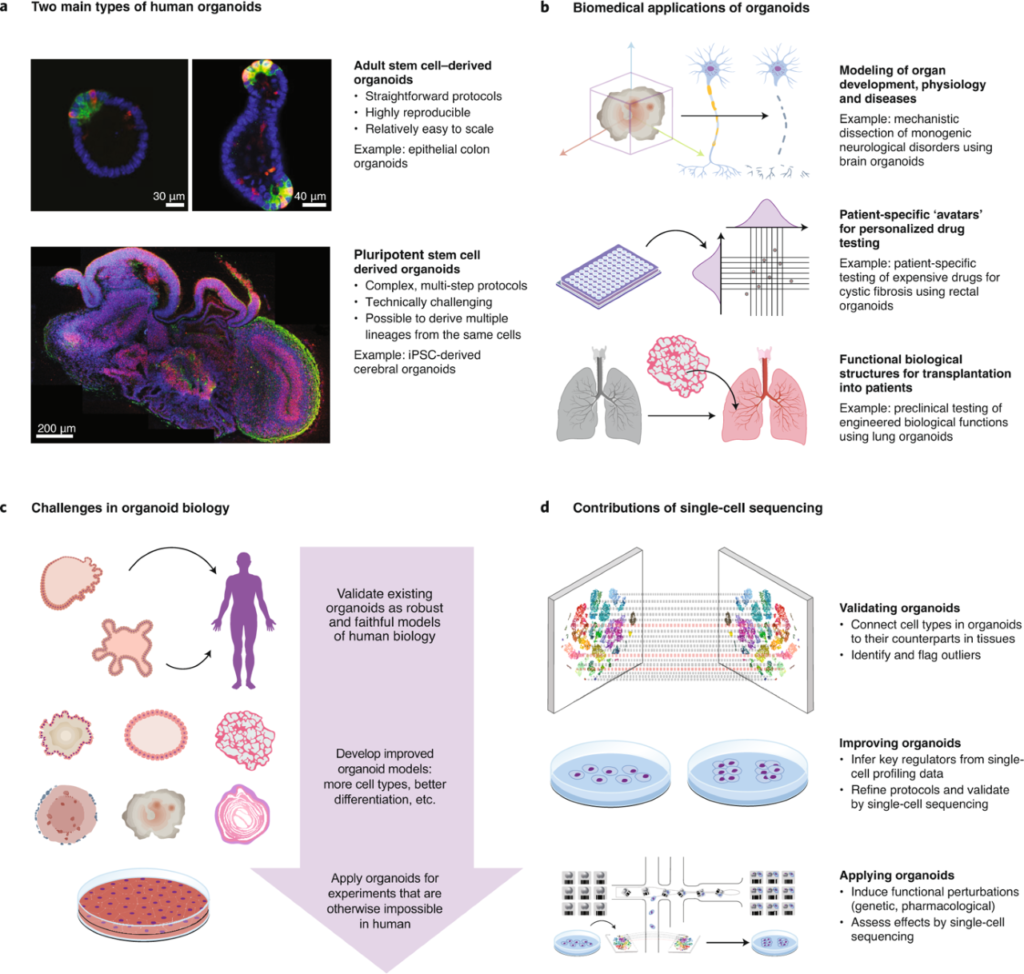 Human organoids : Soon to replace animal models? – faCellitate